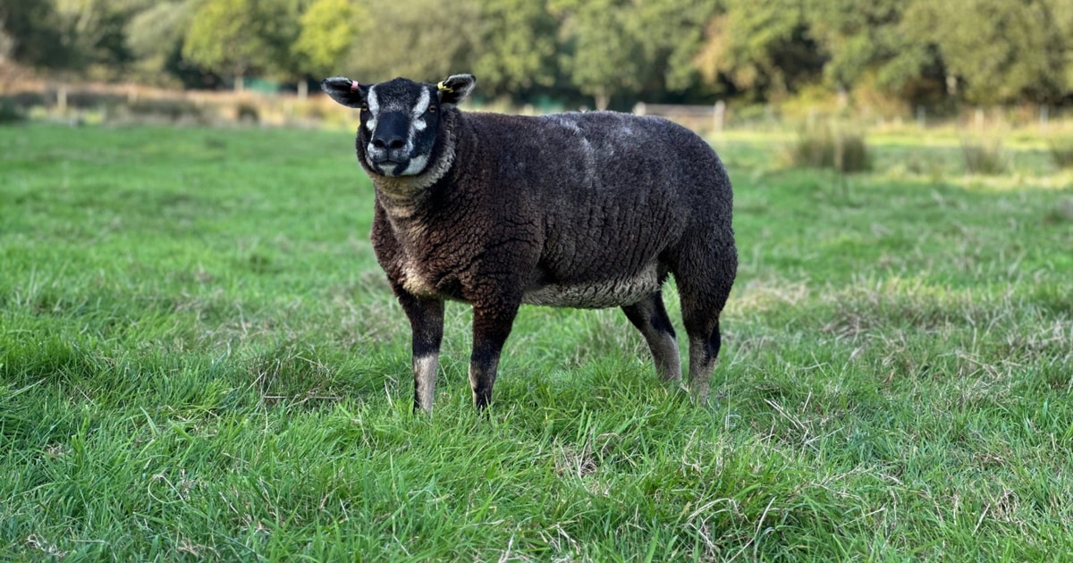 2 Blue Texel, Badger Face Texel Cross Breeding Ewes, Gimmers ...
