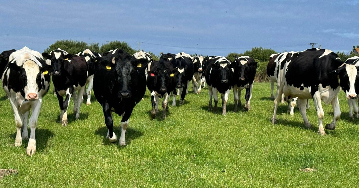 30 Holstein Friesian, British Friesian Cross In-Calf Dairy, Breeding ...