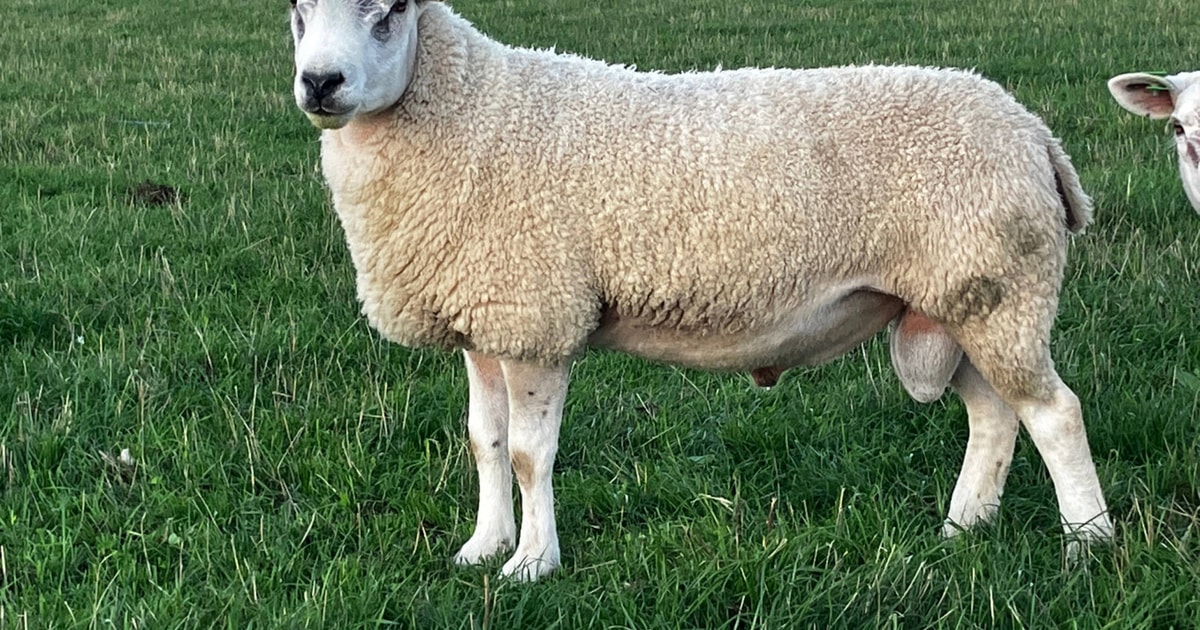3 Bluefaced Leicester, Texel Breeding Rams, Shearlings ...