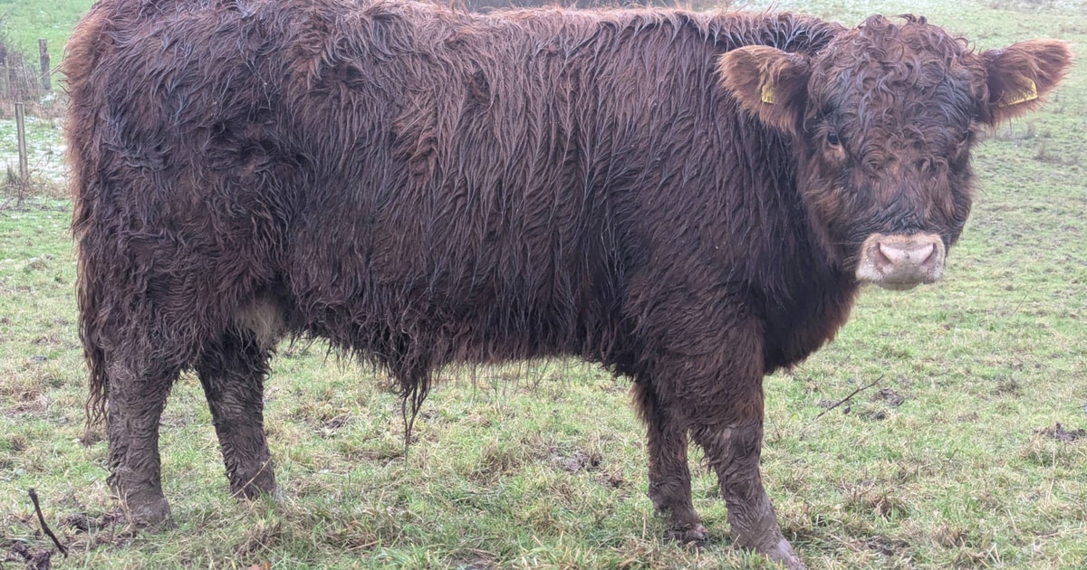 1 Australian Lowline Cross Breeding Bull | SellMyLivestock - The Online ...