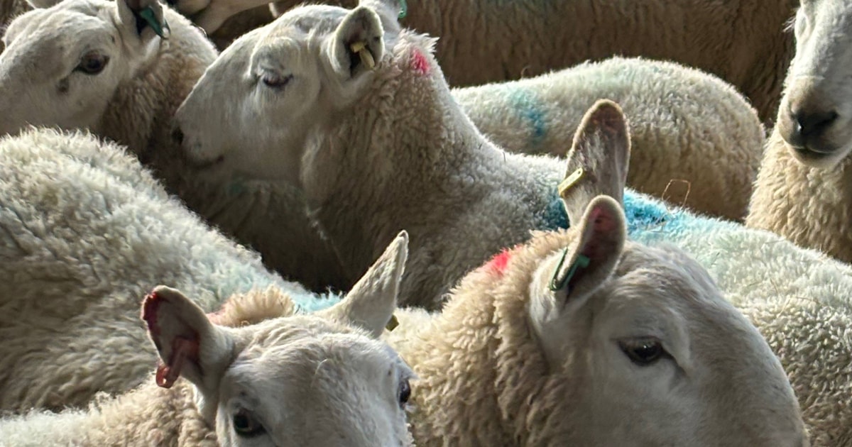 20 Cheviot Cross Store, Breeding Ewes | SellMyLivestock - The Online ...