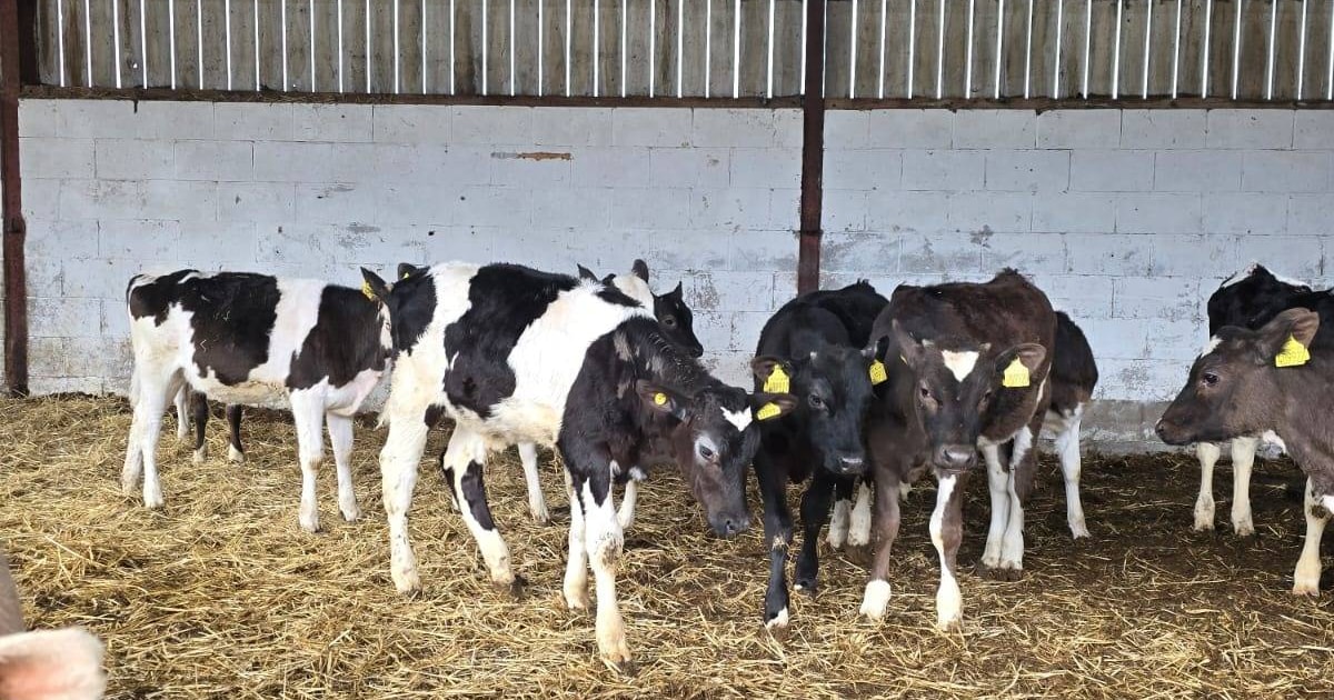 13 Holstein Friesian, British Friesian, Holstein Cross Calves ...