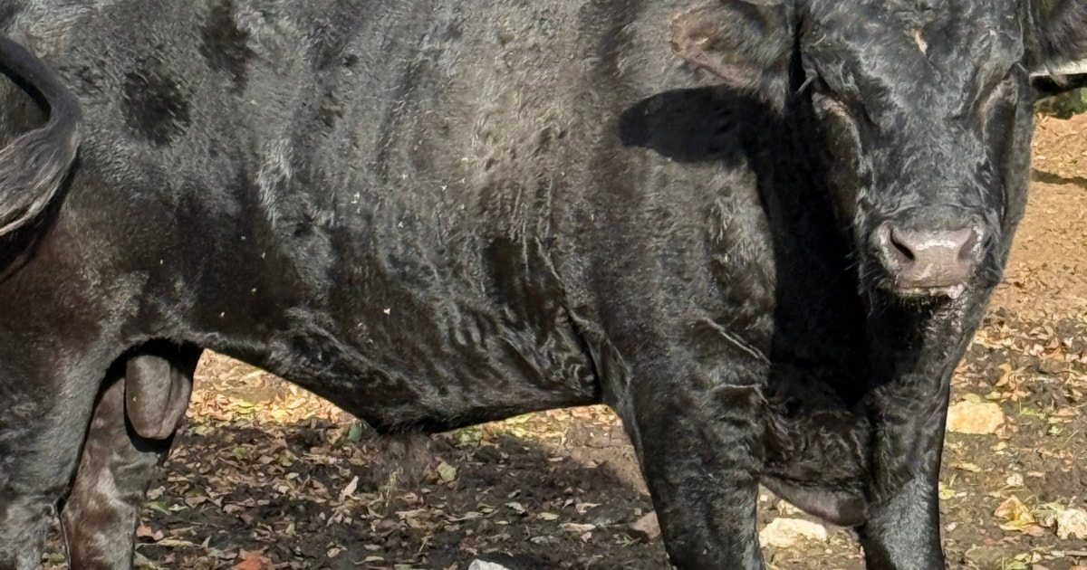 6 Wagyu Breeding Bulls, Heifers | SellMyLivestock - The Online ...