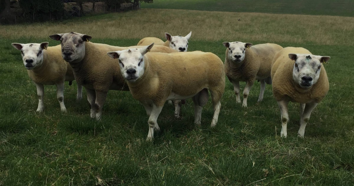 10 Texel Breeding Rams, Shearlings | SellMyLivestock - The Online ...