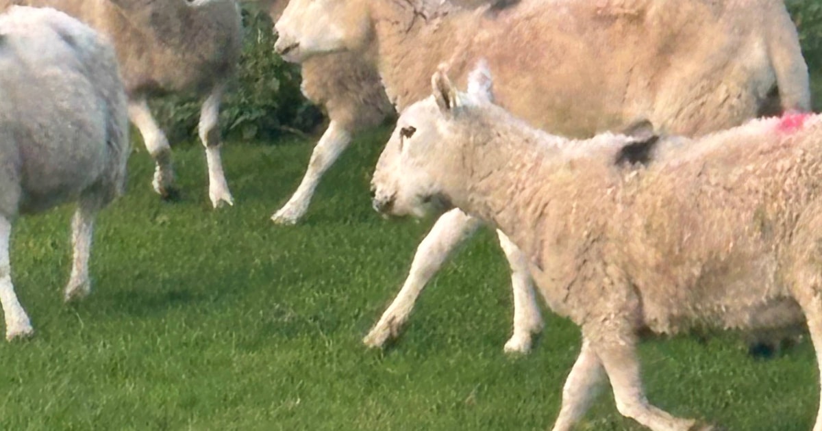 30 Cheviot Cross Store, Breeding Ewes | SellMyLivestock - The Online ...