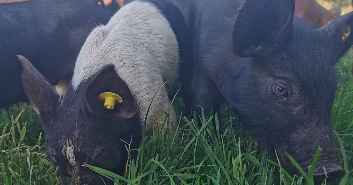 7 Saddleback, Duroc, Berkshire Growing Weaners, Boars | SellMyLivestock ...