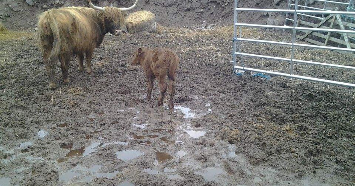 4 Pedigree Highland Breeding Cows with Calf at Foot | SellMyLivestock ...