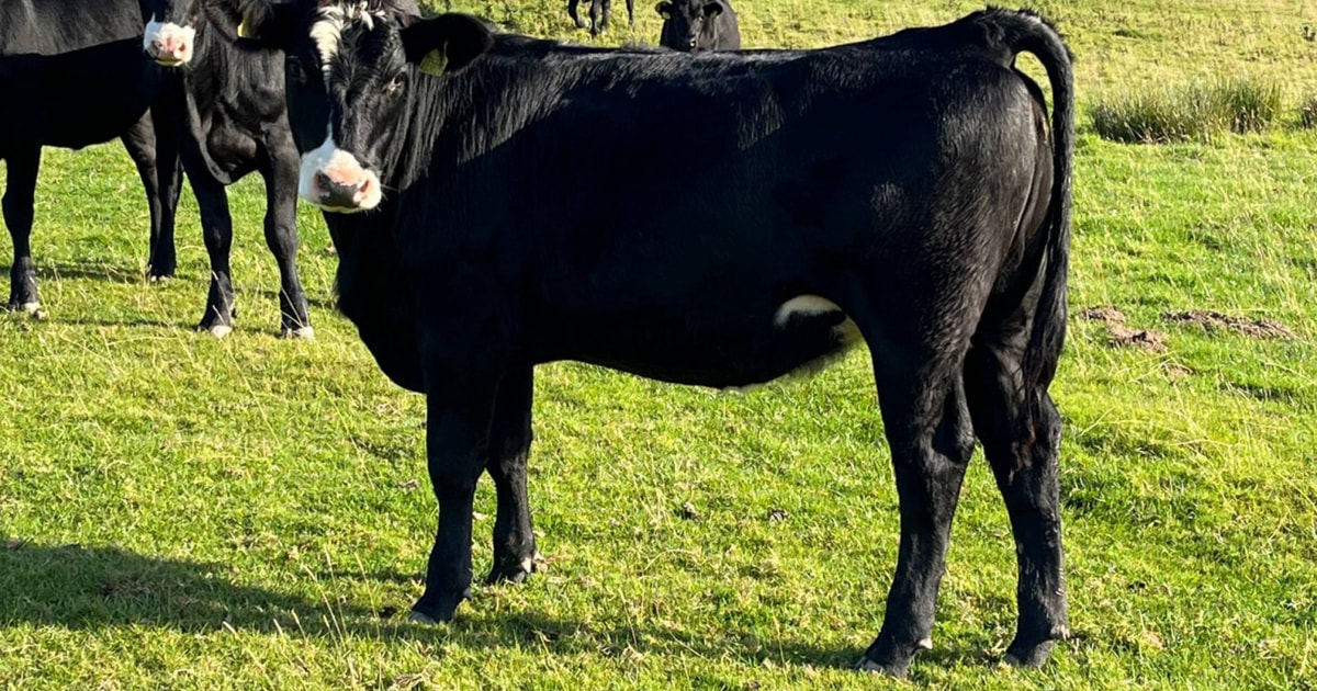 30 Aberdeen Angus Cross Store, Breeding Heifers | SellMyLivestock - The ...