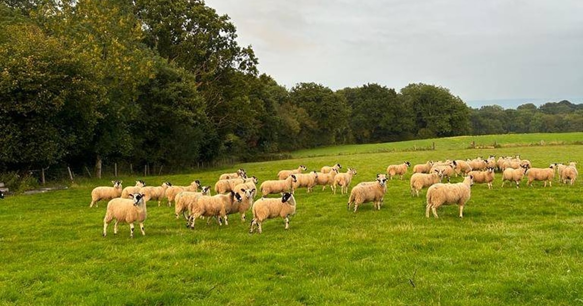 43 North of England Mule Store, Breeding Lambs, Gimmers ...