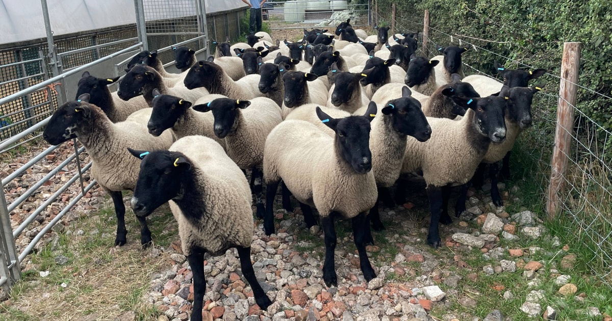 45 Suffolk Cross Breeding Gimmers | SellMyLivestock - The Online ...