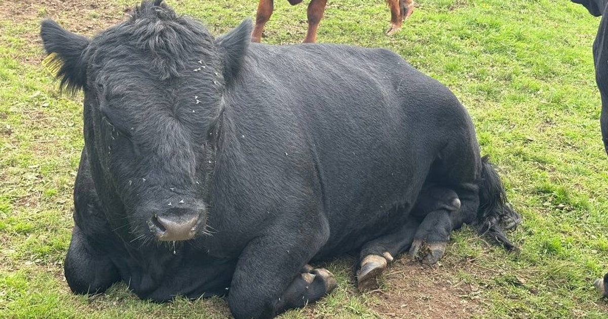1 Dexter Breeding Bull | SellMyLivestock - The Online Livestock Marketplace