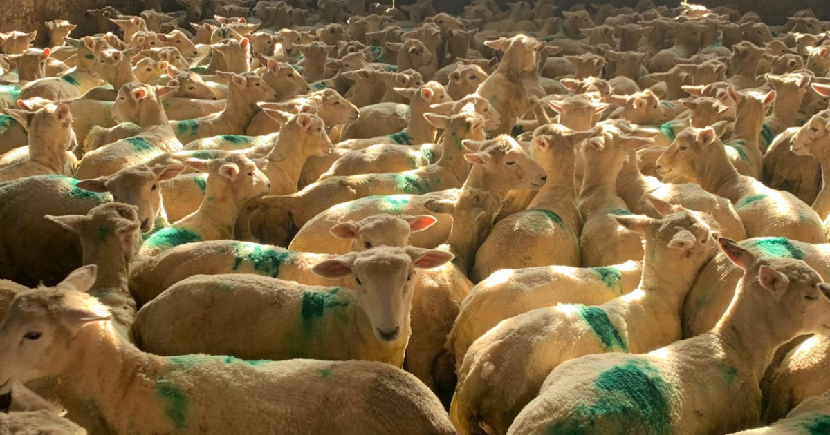 340 New Zealand Romney Store Lambs, Rams | SellMyLivestock - The Online ...