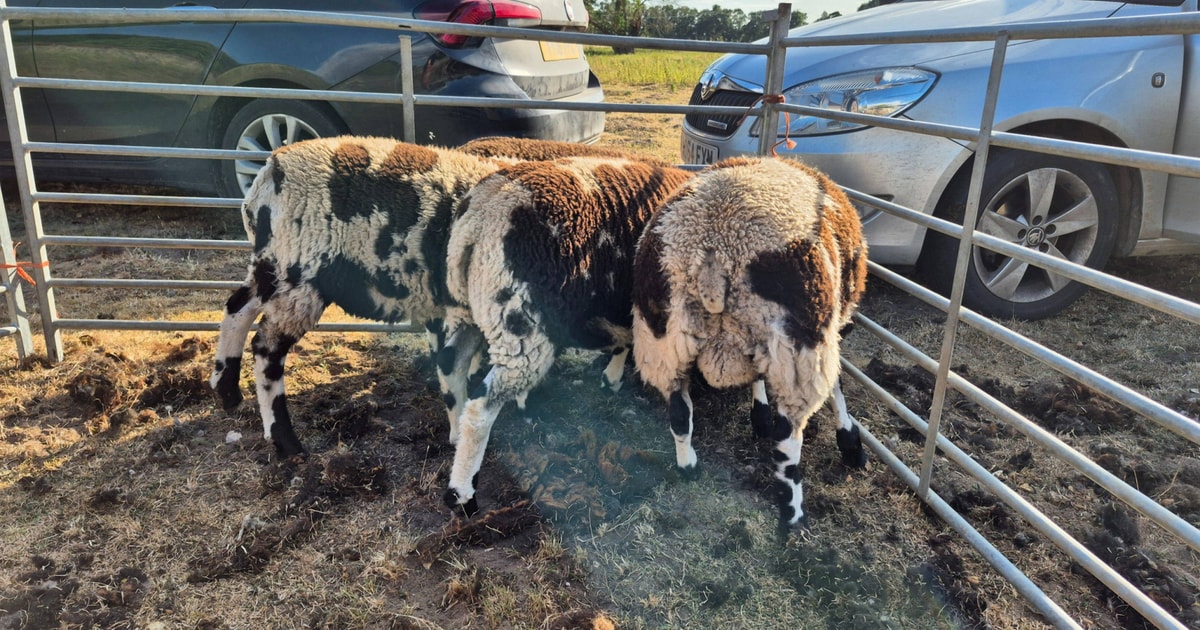 3 Dutch Spotted Breeding Rams | SellMyLivestock - The Online Livestock ...