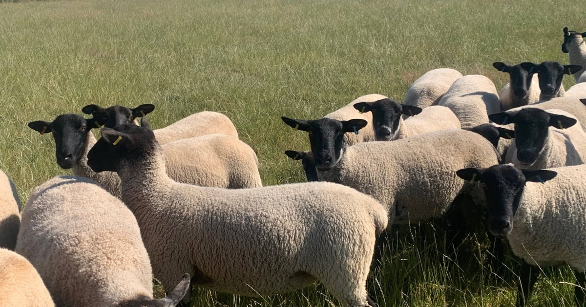 30 Suffolk Cross Breeding Shearlings | SellMyLivestock - The Online ...