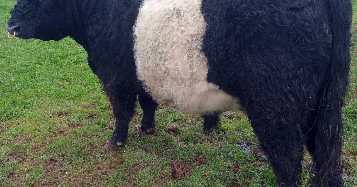 6 Pedigree Belted Galloway In-Calf Breeding Bulls, Heifers ...