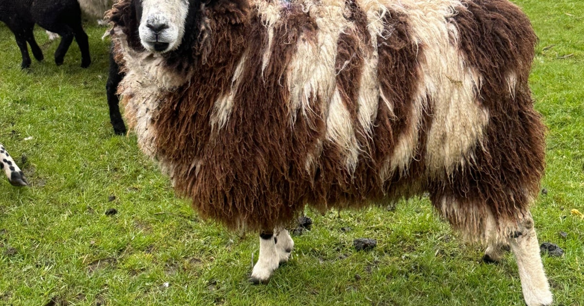 6 Dutch Spotted Cross Breeding Hoggs | SellMyLivestock - The Online ...