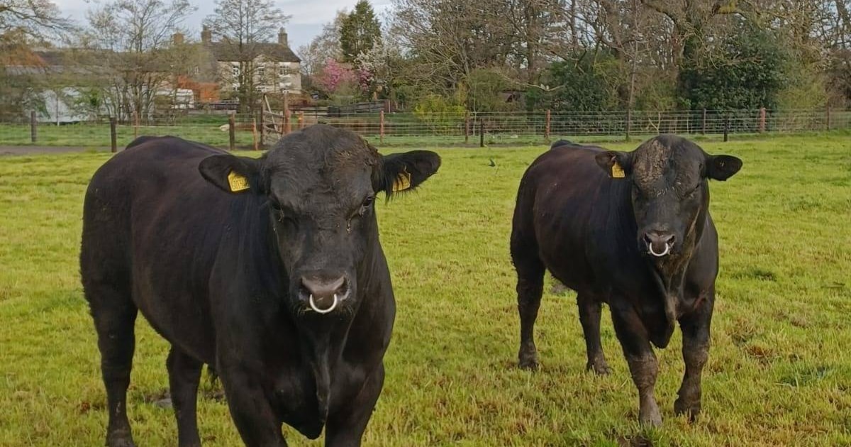 2 Pedigree Aberdeen Angus Breeding Bulls | SellMyLivestock - The Online ...