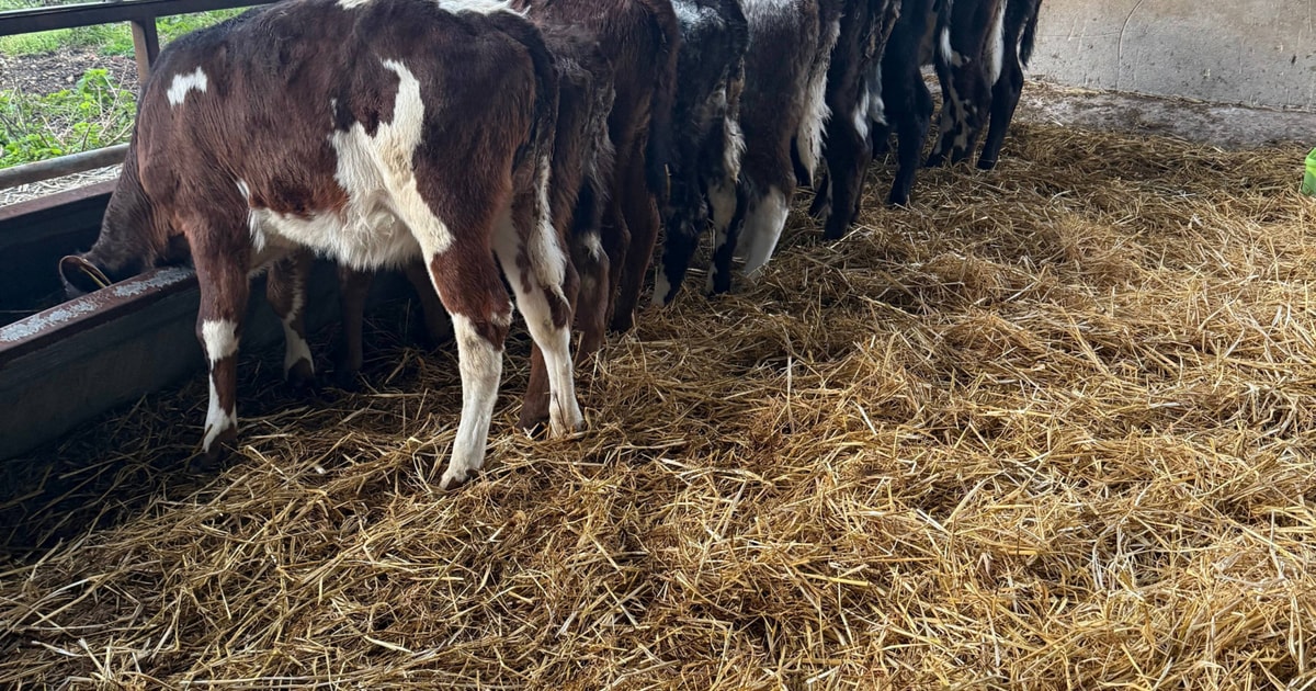 20 Aberdeen Angus, Norwegian Red, Belgium Blue Cross Calves ...