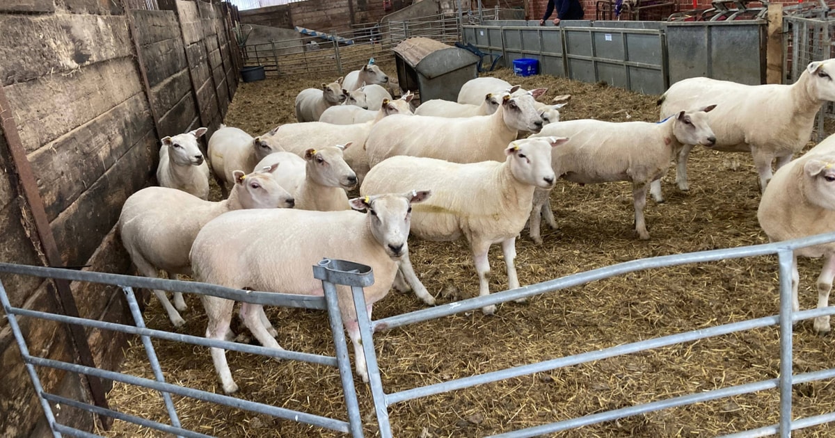 16 Texel Cross Breeding Shearlings | SellMyLivestock - The Online ...