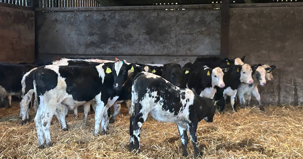 30 Holstein Friesian, Beef Shorthorn, Aberdeen Angus, Limousin ...