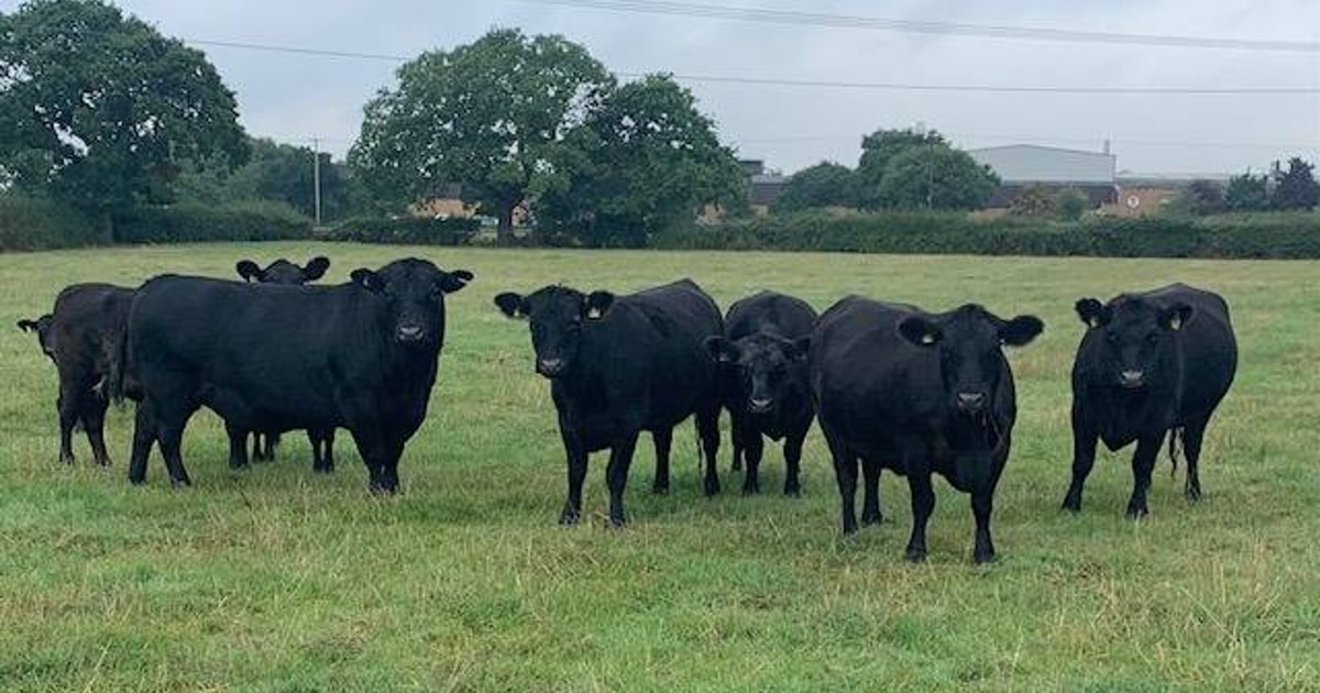 5 Pedigree Aberdeen Angus In-Calf Breeding Cows, Heifers ...