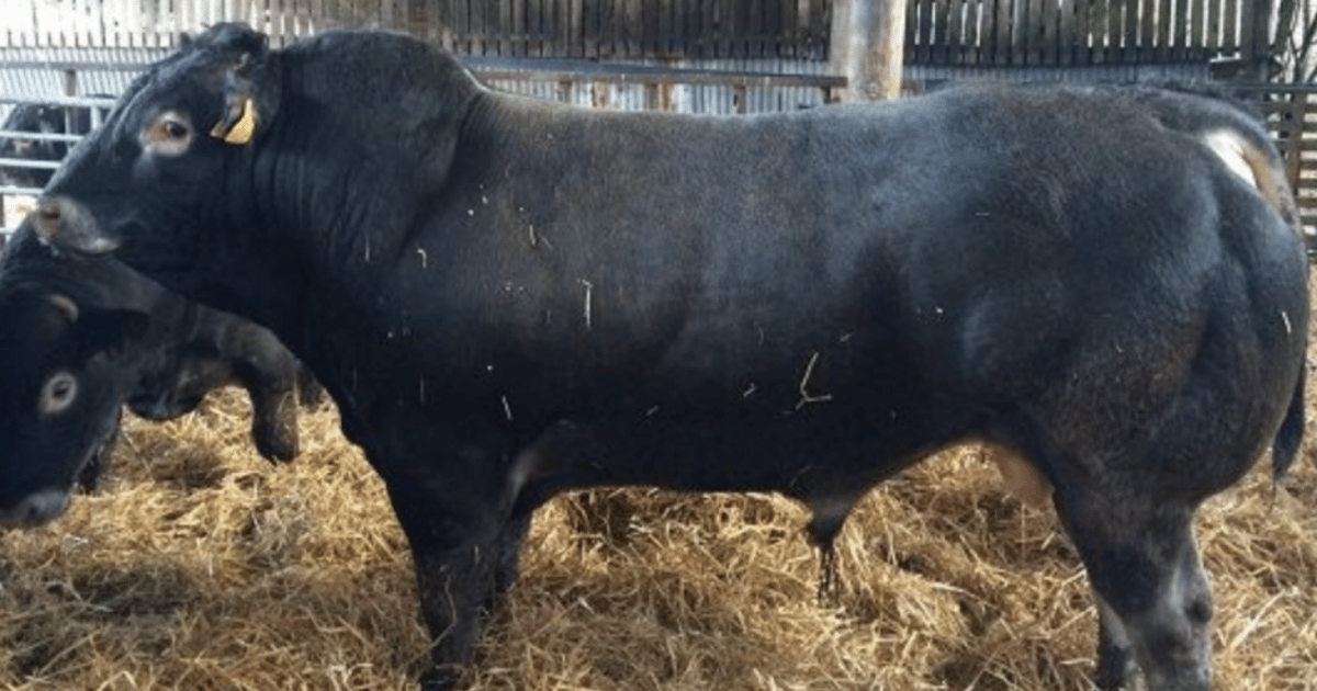 1 Bazadaise Breeding Bull | SellMyLivestock - The Online Livestock ...