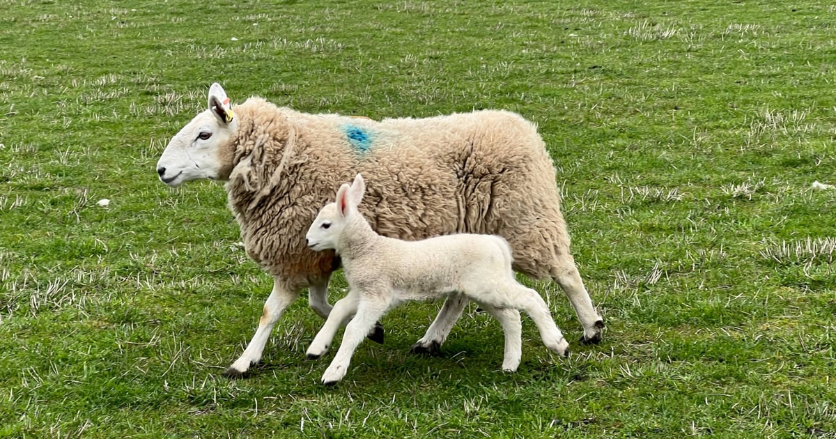 9 Border Leicester, Suffolk, Cheviot Breeding Ewes, Lambs with Lambs at ...