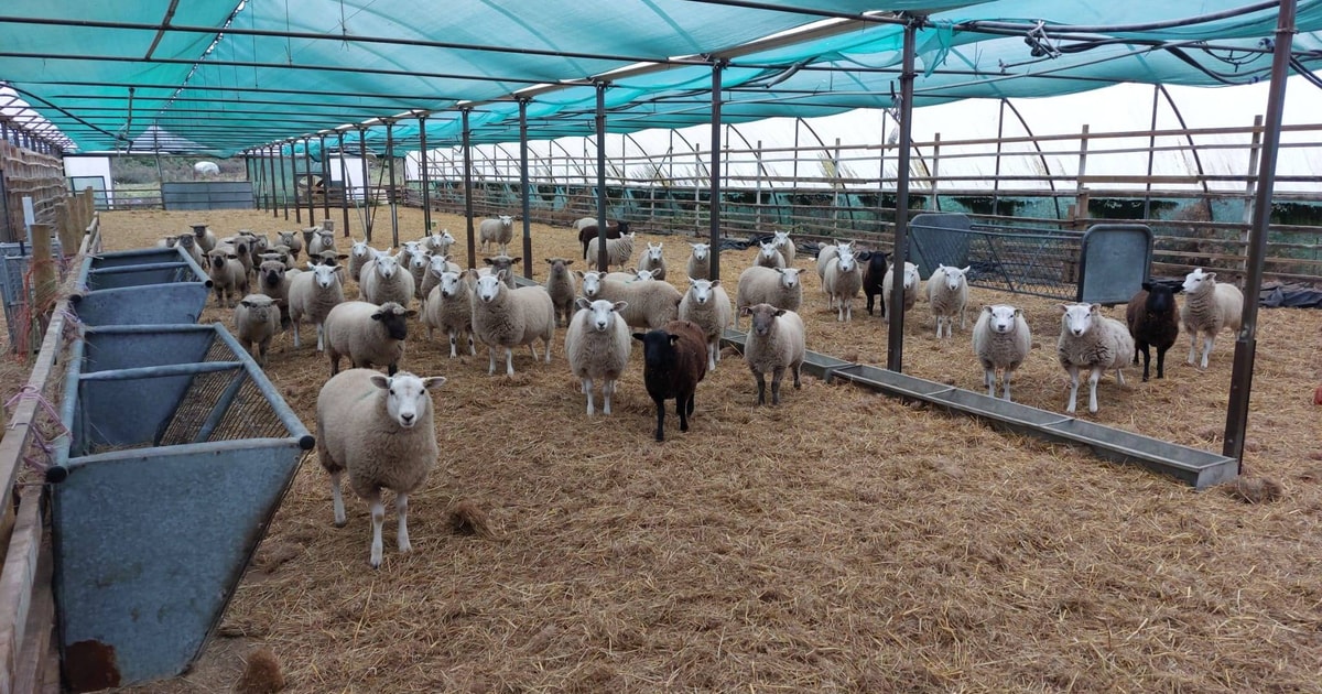 45 Texel, North Country Cheviot Cross Store Lambs | SellMyLivestock ...