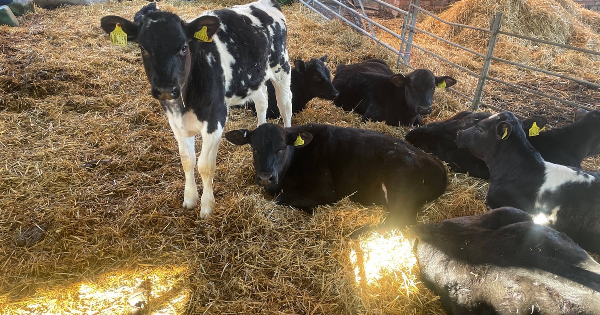 9 Aberdeen Angus, British Blue Cross Calves | SellMyLivestock - The ...