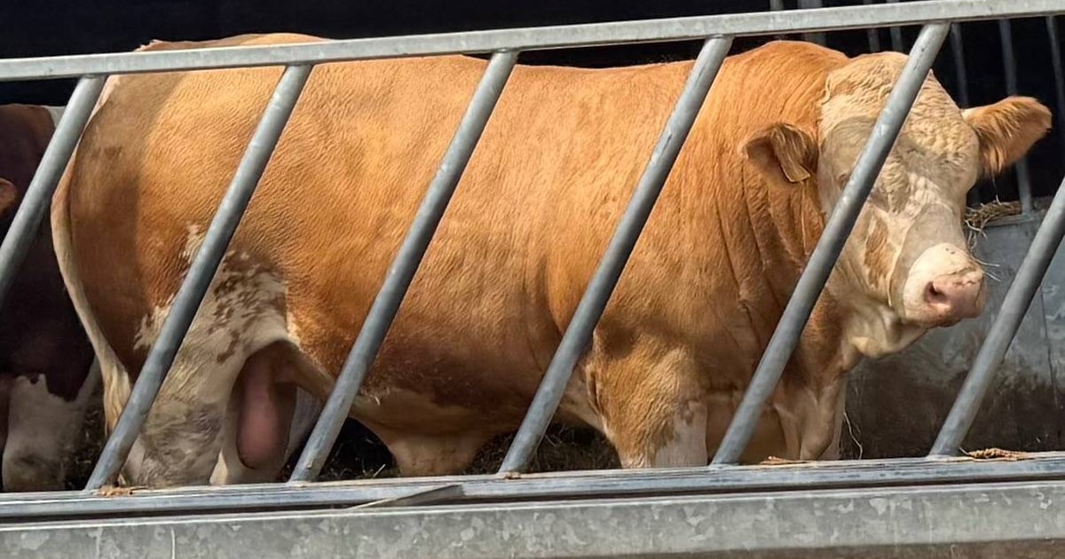 4 Pedigree Simmental Breeding Bulls | SellMyLivestock - The Online ...