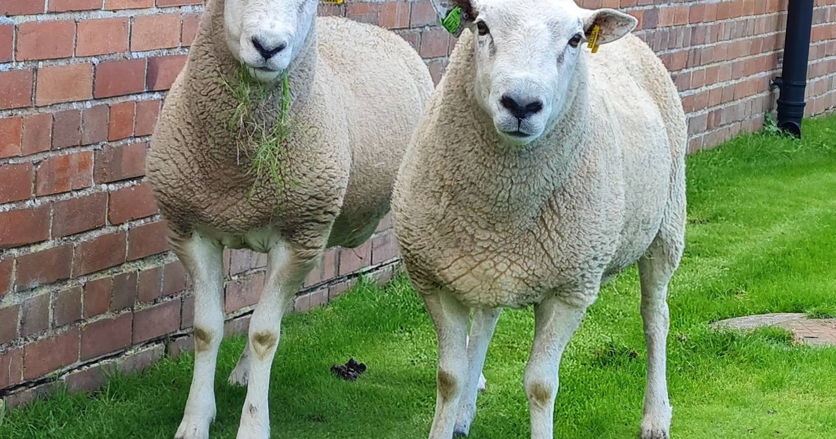 1 Pedigree Lleyn Breeding Ram | SellMyLivestock - The Online Livestock ...