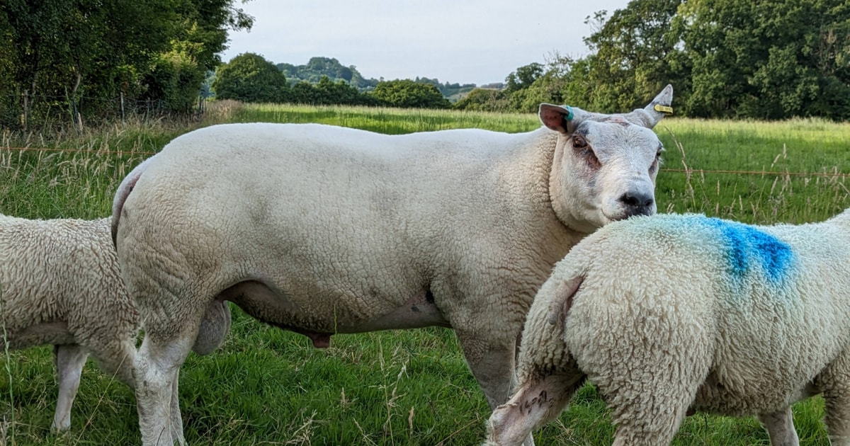 1 Pedigree Beltex Breeding Ram | SellMyLivestock - The Online Livestock ...