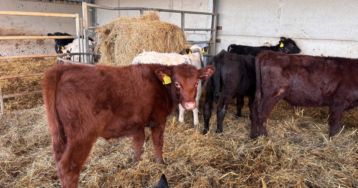 15 Aberdeen Angus, British Blue, Red Poll, Swedish Red Polled, Dairy ...