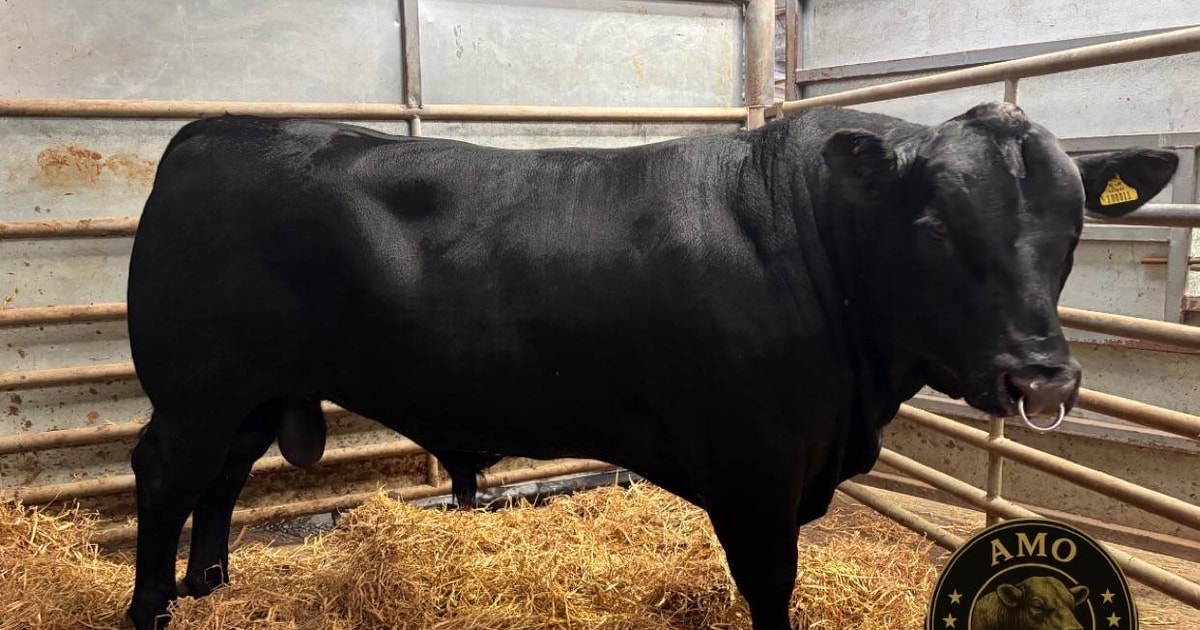 2 Pedigree Aberdeen Angus Breeding Bulls | SellMyLivestock - The Online ...