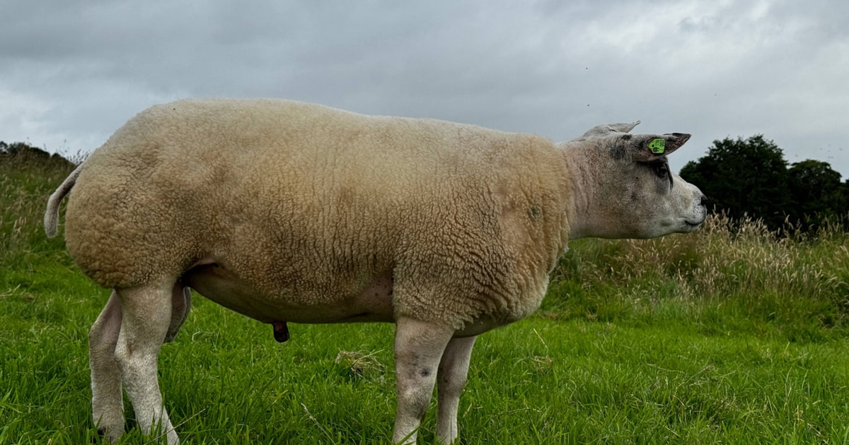 1 Beltex Breeding Ram | SellMyLivestock - The Online Livestock Marketplace