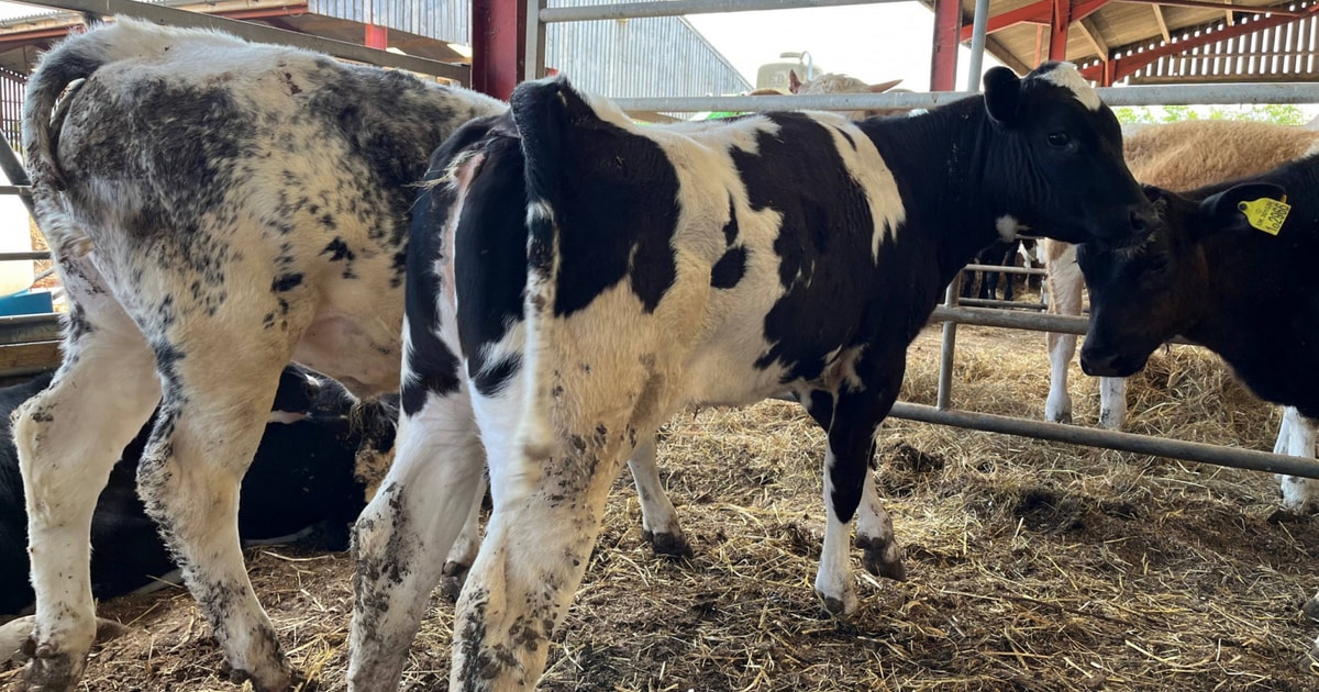 10 British Blue Cross Calves | SellMyLivestock - The Online Livestock ...