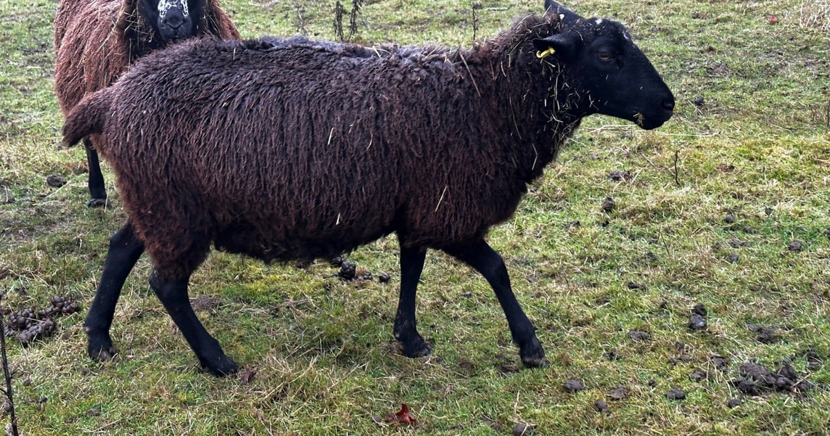 1 Dutch Spotted, North of England Mule Cross In-Lamb Breeding Ewe ...