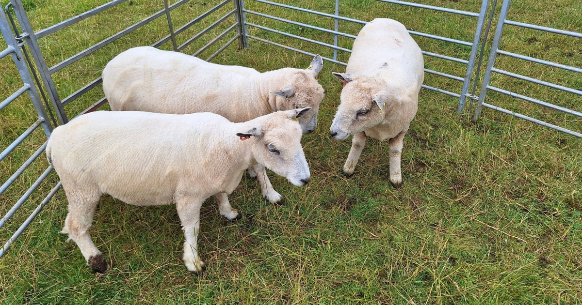 3 Pedigree Ryeland Breeding Shearlings | SellMyLivestock - The Online ...