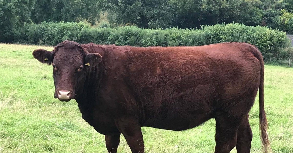 2 North Red Ruby Devon Breeding Heifers | SellMyLivestock - The Online ...