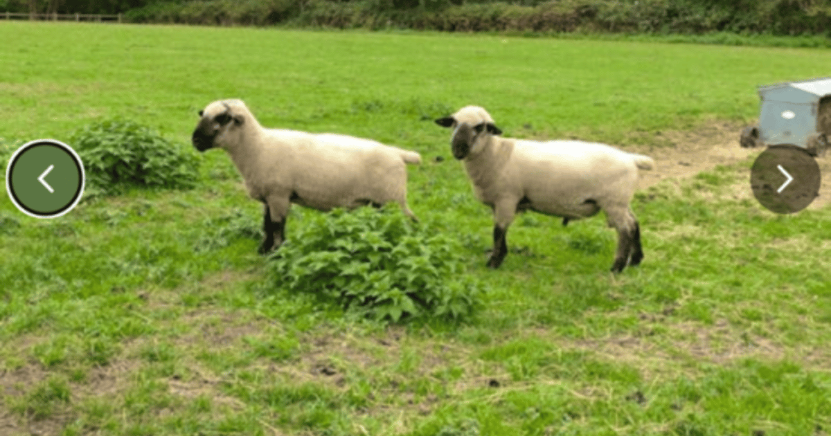 7 Hampshire Down Breeding Rams | SellMyLivestock - The Online Livestock ...
