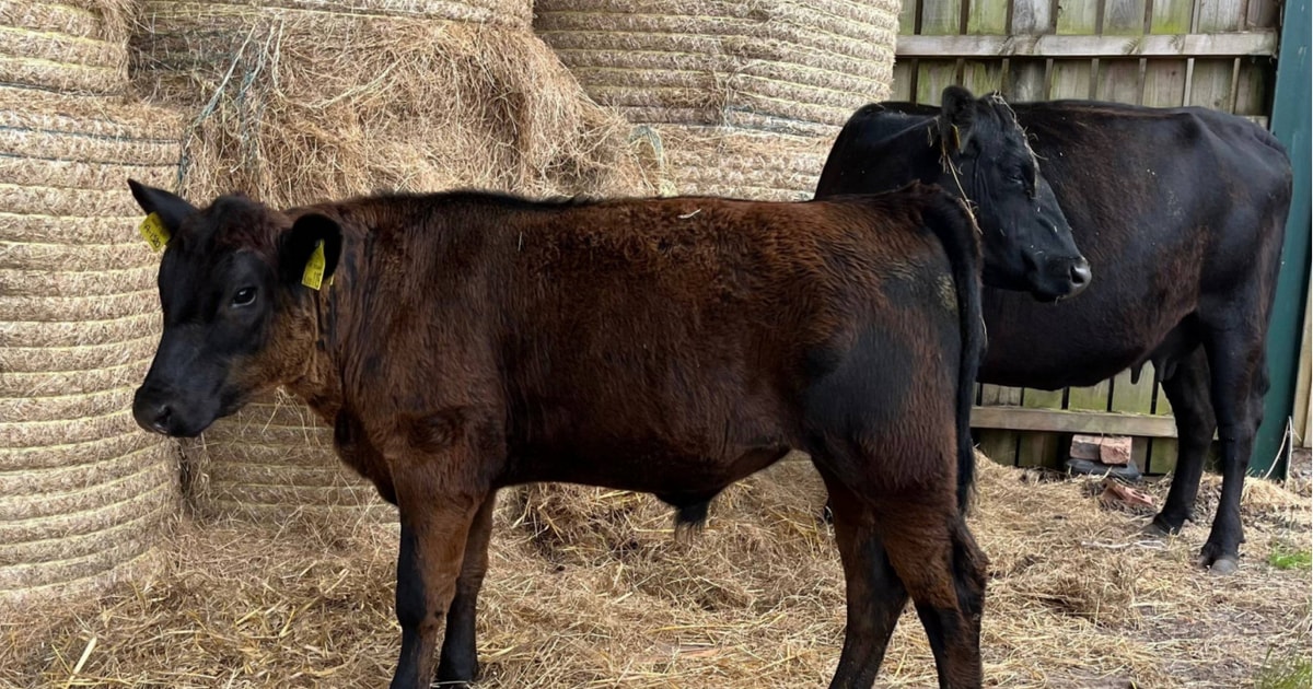 1 Aberdeen Angus Cross In-Calf Breeding Cow with Calf at Foot ...