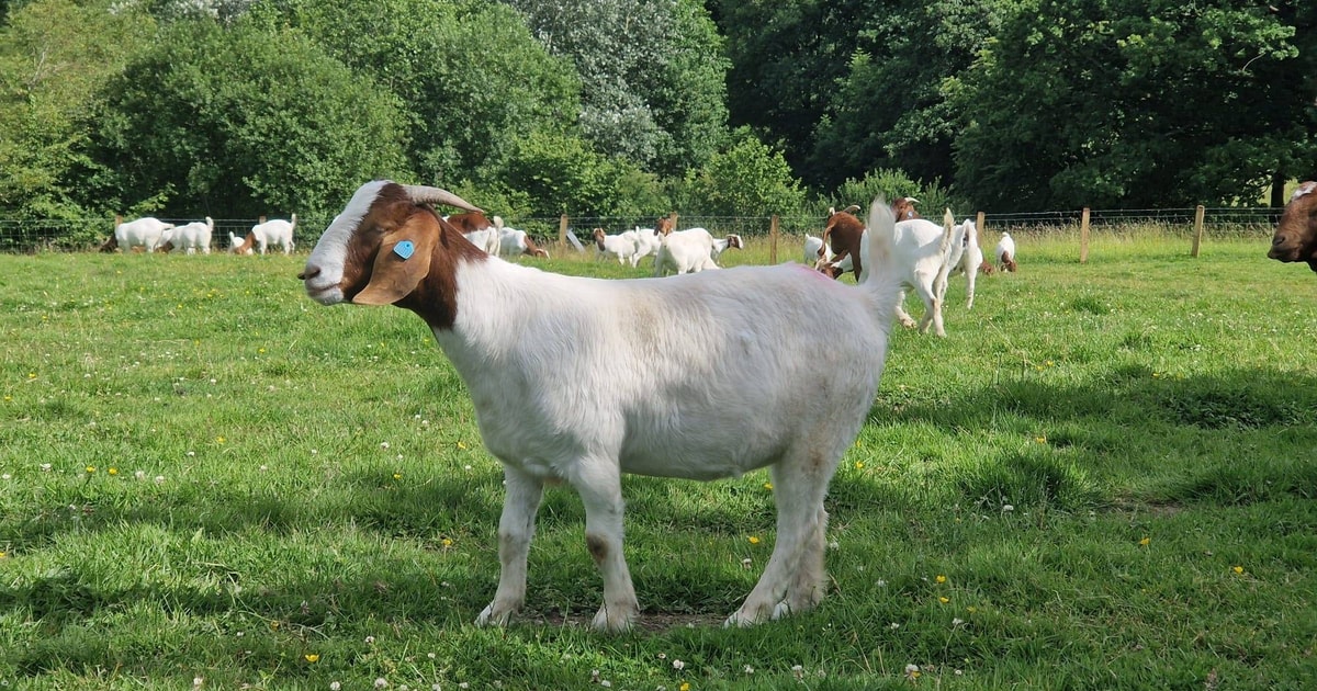 15 Pedigree Boer Meat, Breeding Does, Wethers | SellMyLivestock - The ...
