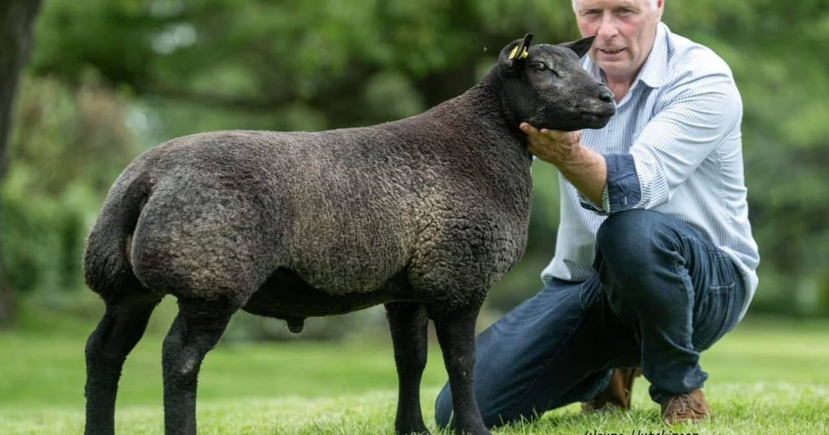 13 Pedigree Blue Texel In-Lamb Breeding Gimmers | SellMyLivestock - The ...