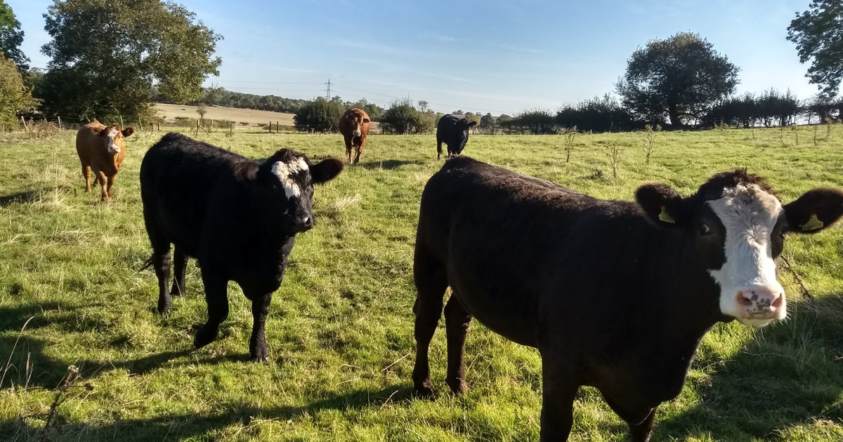 13 Simmental, Aberdeen Angus Cross In-Calf Breeding Heifers ...