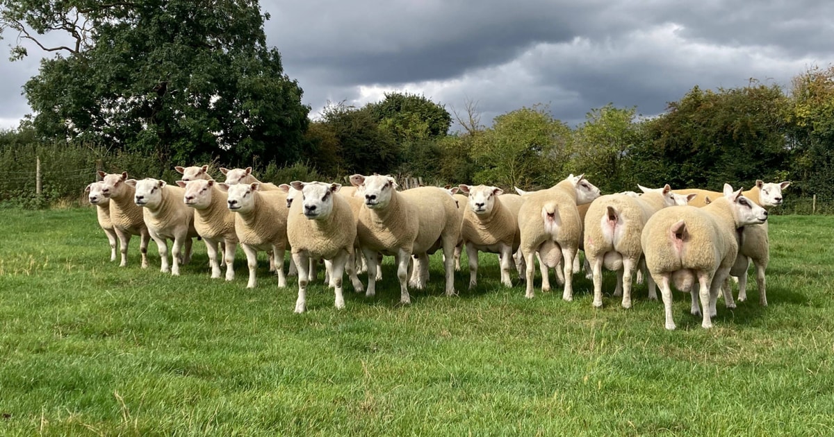 20 Pedigree Texel Breeding Rams | SellMyLivestock - The Online ...