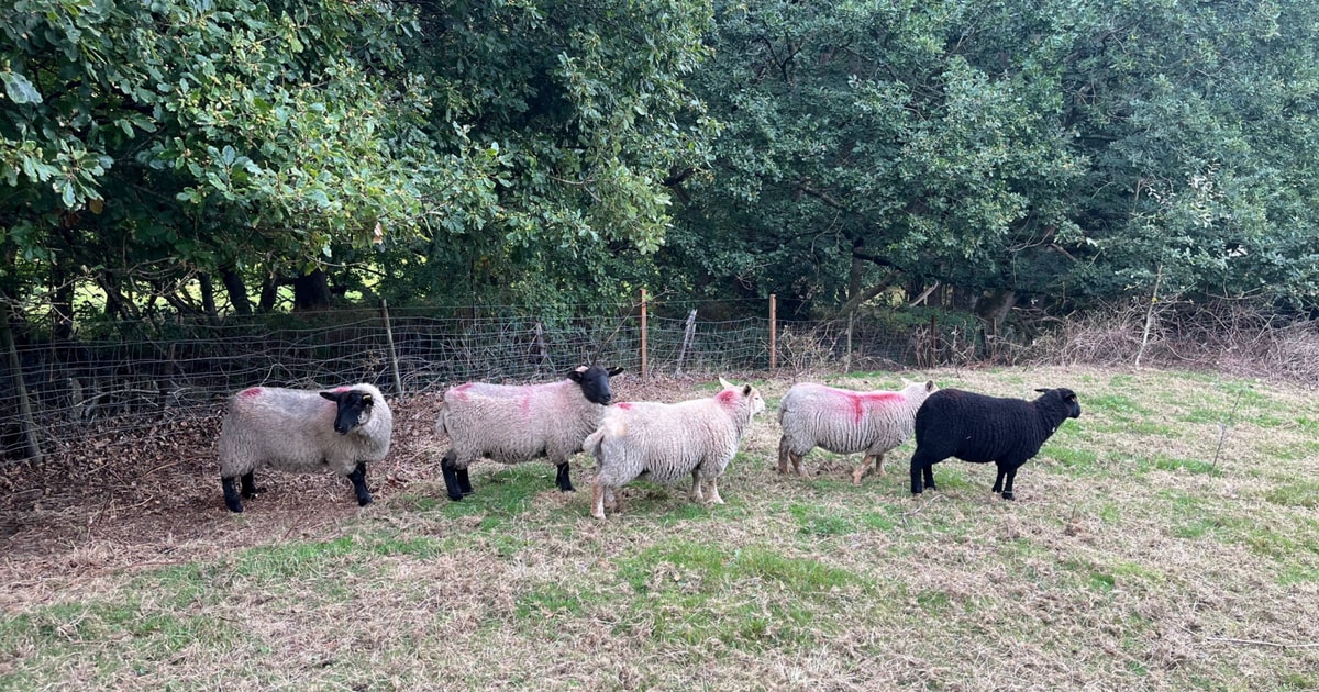 5 Cheviot Mule, Herdwick, Welsh Mountain-Hill Flock Cross Store ...