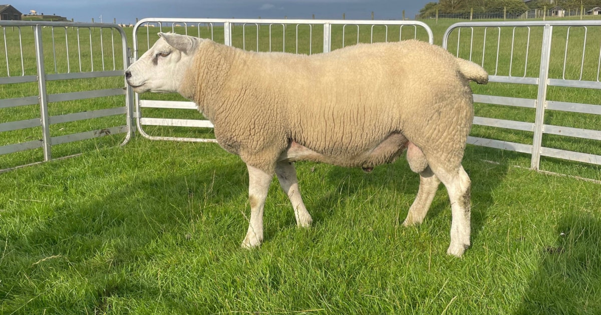 1 Pedigree Texel Breeding Ram | SellMyLivestock - The Online Livestock ...