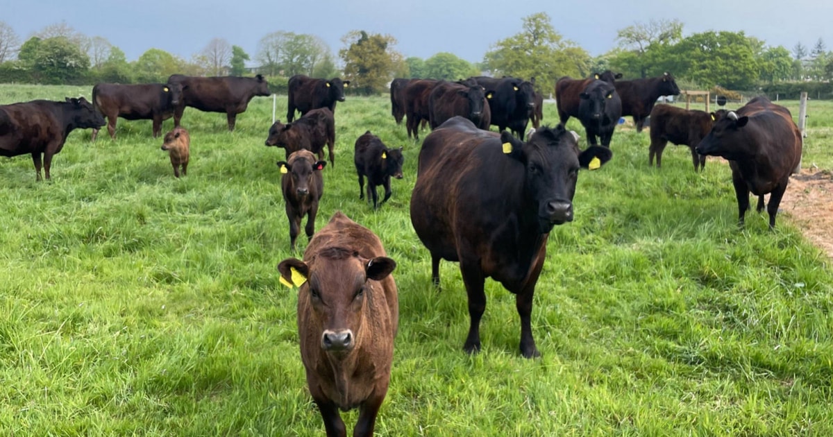 6 Wagyu Cross In-Calf Breeding Cows | SellMyLivestock - The Online ...