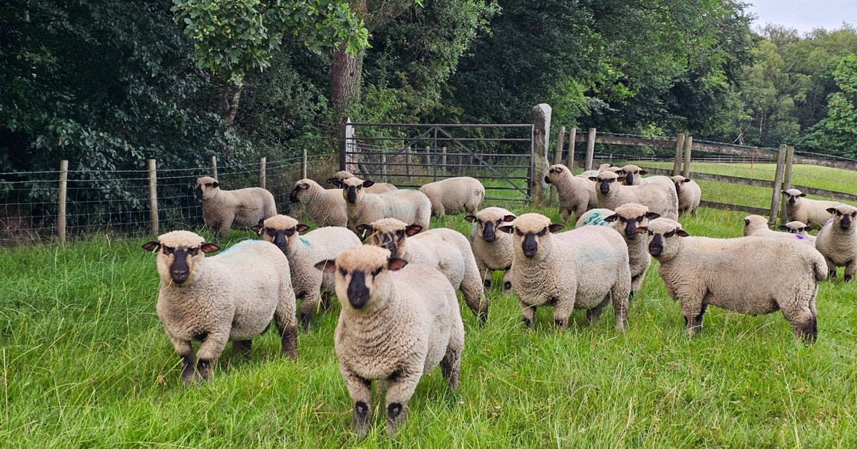 5 Shropshire Breeding Rams, Lambs | SellMyLivestock - The Online ...