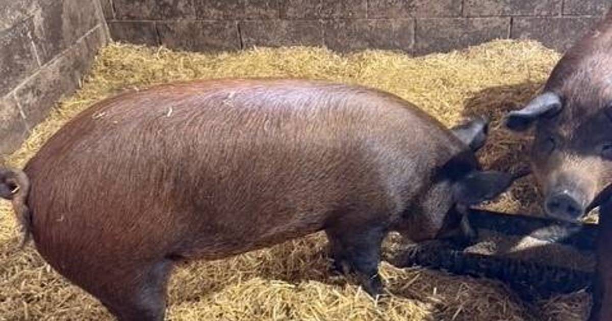 3 Duroc Breeding Gilts | SellMyLivestock - The Online Livestock Marketplace